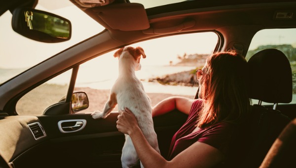 How to keep your pets safe in the car | Suncorp